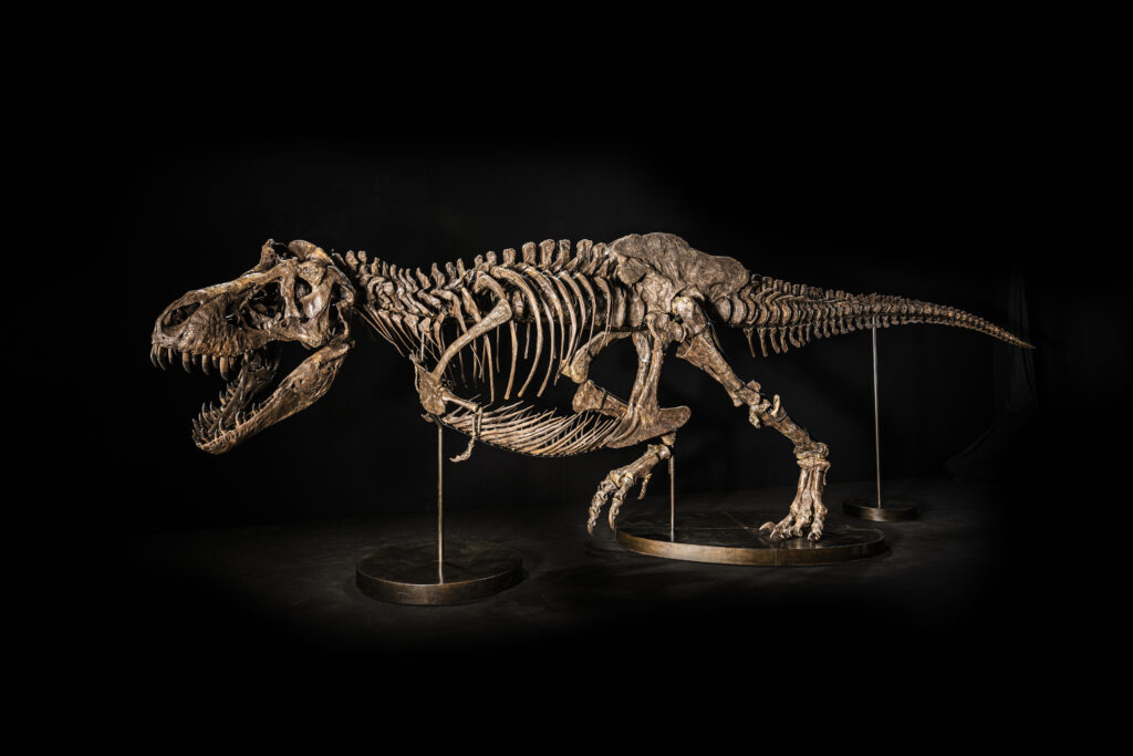 A Tyrannosaurus Rex Skeleton Is Heading to Christie’s | Robb Report ...