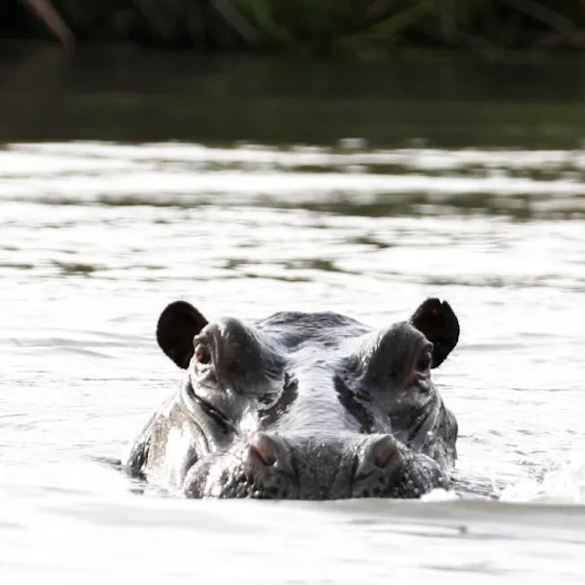 This African Safari Takes You on a Land Adventure and a River Cruise ...